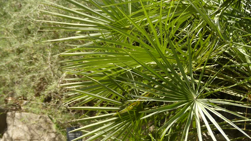วิดีโอสต็อกของ chamaerops is a genus of flowering | 19182439 | Shutterstock