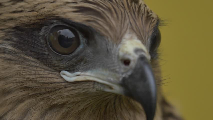 The Face Of A Hawk Stock Footage Video 19422841 | Shutterstock