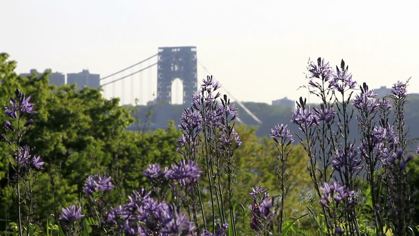Flowers Bloom in Manhattan During Stock Footage Video (100% Royalty ...