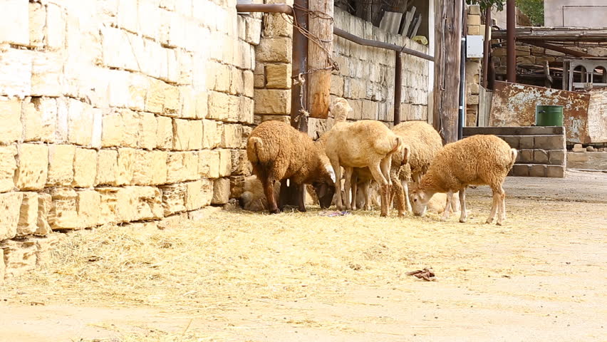 Muslims Help In Halal Slaughtering A Sheep During Eid Al-Adha Al ...