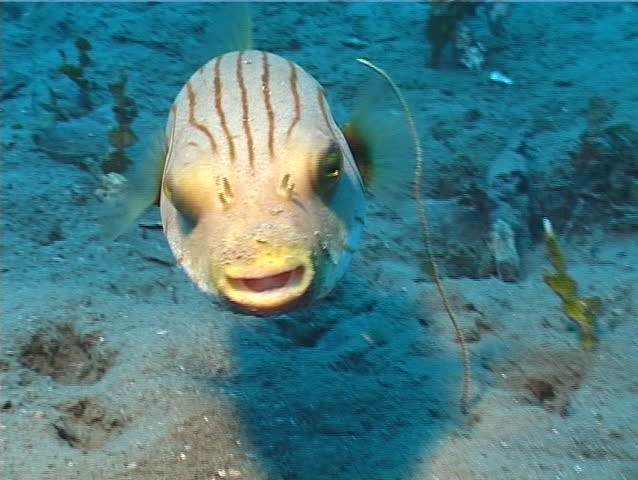 Striped Puffer - Arothron manilensis image - Free stock photo - Public ...