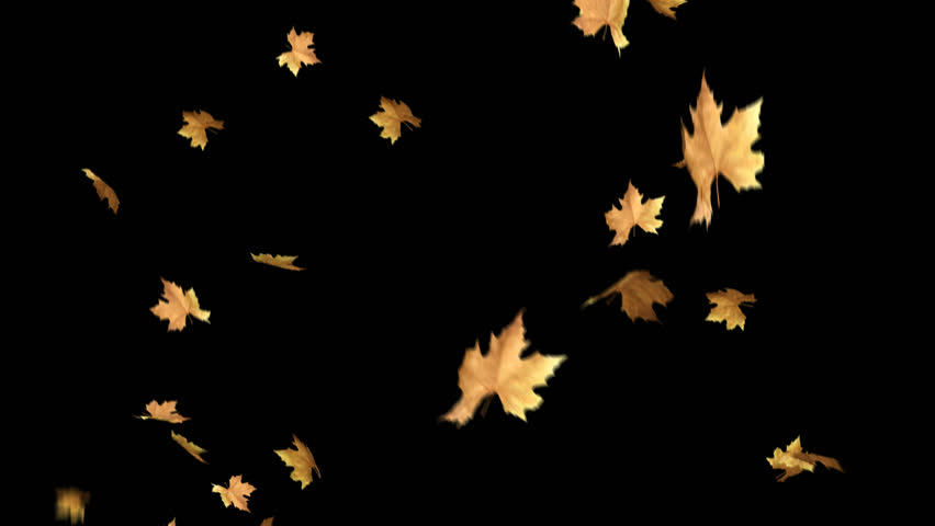 Leaf Overlay Stock Footage Video | Shutterstock