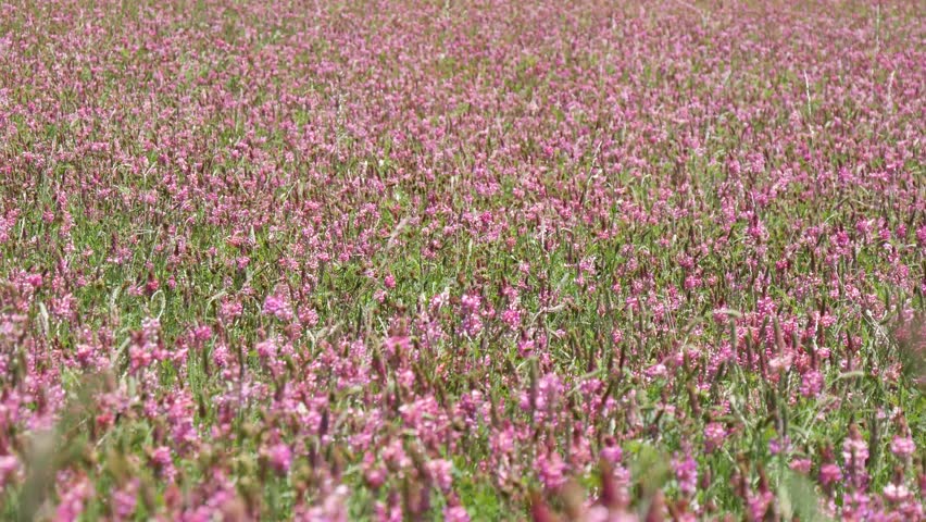 Stock video of flowering lentils in the plateau of | 20857729 ...