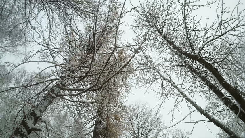 Snowfall In The Winter Forest. Winter Theme Footage. Snow Falling ...