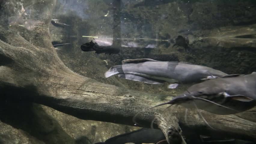 Catfish Clarias (clarius) Marble. Clarias Stock Footage Video (100% ...