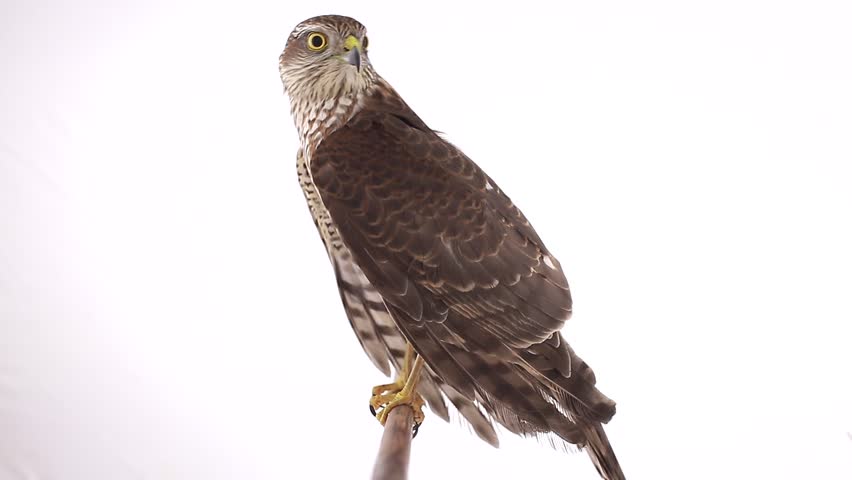 Falcon On a White Background Stock Footage Video (100% Royalty-free ...