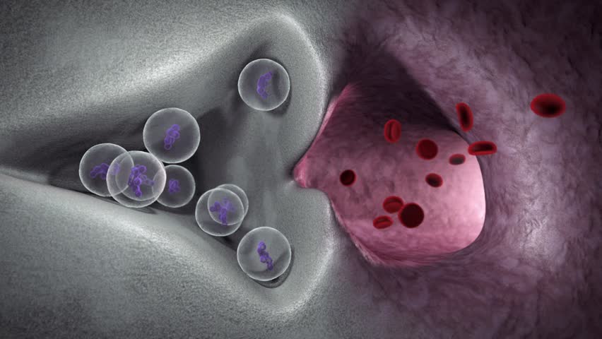 Animation Showing Neutrophils Leaving the Stock Footage Video (100% ...