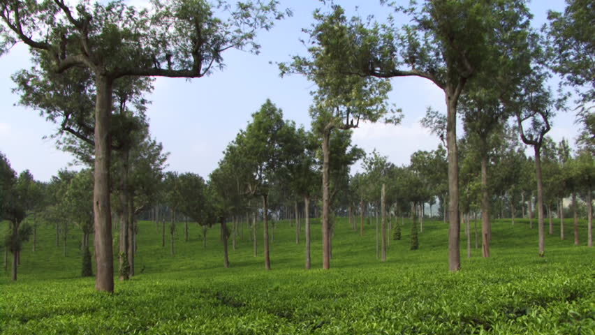 Stock video of medium shot, pan, tea plantation, india, | 2126579 ...