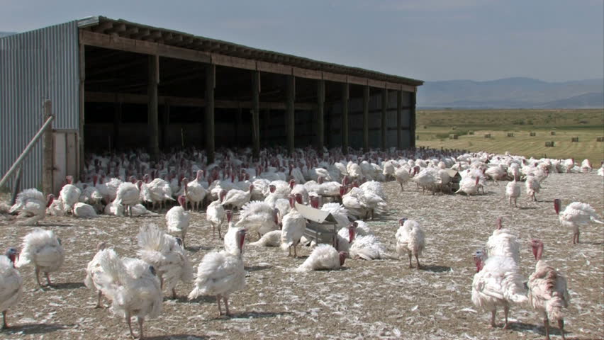 Flock of Domestic Turkey Farm Stockvideos & Filmmaterial (100 % ...