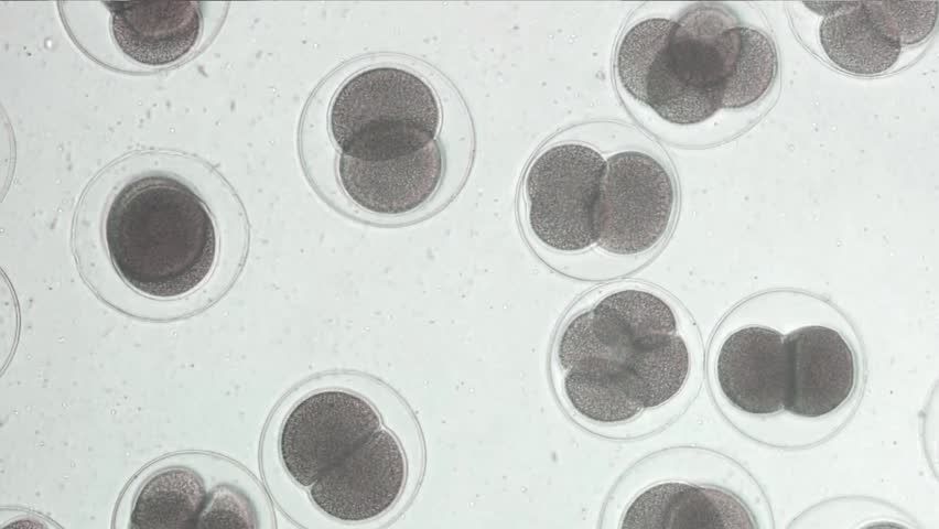 Sea Urchin Embryo Four Cell Stage