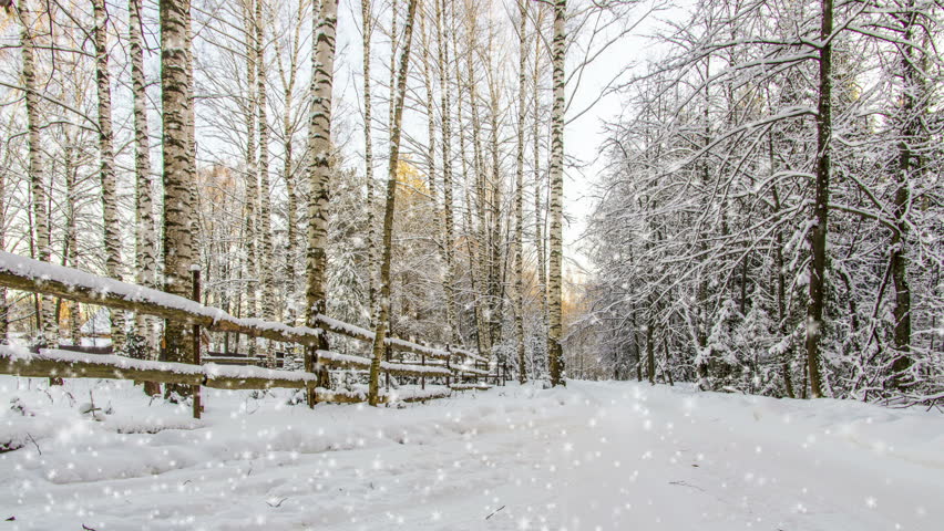CINEMAGRAPH, 1080p, Falling Snow In The Winter Forest, Loop Stock ...