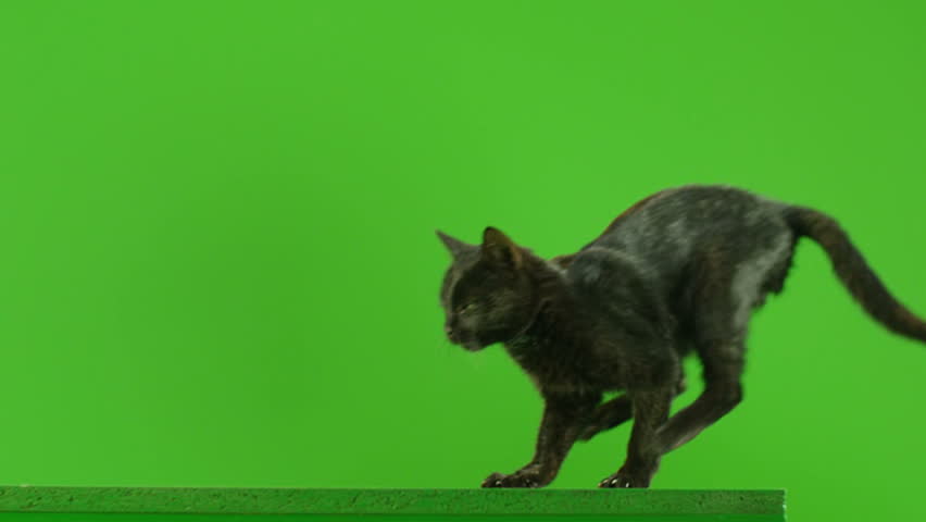 Black Cat Jumping On Green Screen. Shot On RED EPIC DRAGON Cinema ...