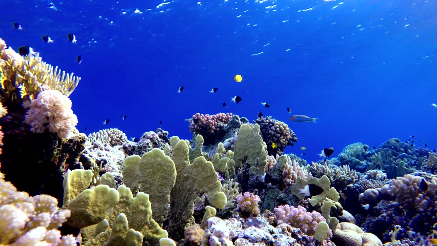 Coral Reef Marine Life In The Coral Sea At The Great Barrier Reef In ...