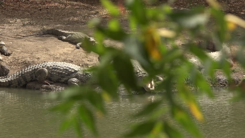 Nile Crocodiles Sun Bathing at Stock Footage Video (100% Royalty-free ...