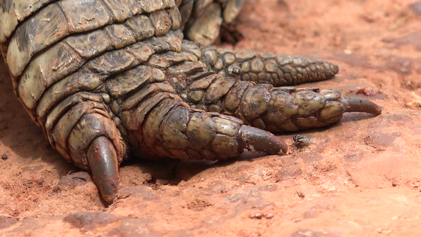 Nile Crocodile Legs, Toe and Stock Footage Video (100% Royalty-free ...
