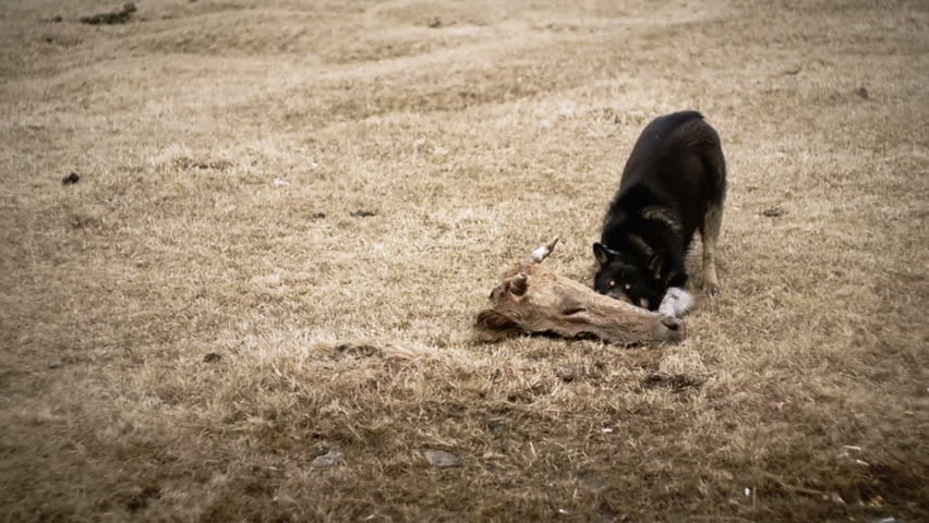 Stray Dog Eats Cows Head Stock Footage Video (100% Royalty-free ...