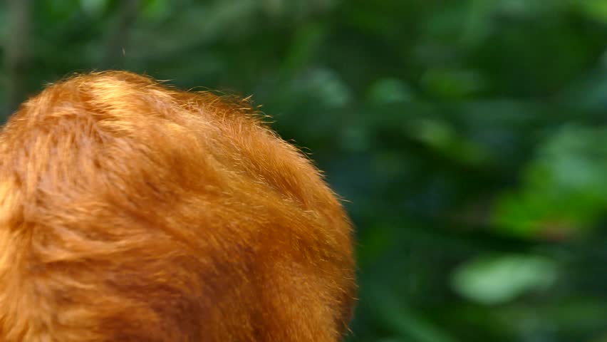 Golden-headed Lion Tamarin Jumping Of Plateau And Moving Fast Over ...