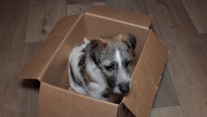 Little Dog in Box. Little วิดีโอสต็อก (ปลอดค่าลิขสิทธิ์ 100%) 22579879 ...