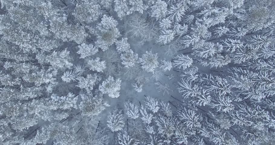 Winter Forest, Aerial View Of Snow-covered Trees. 4k Footage. Drone ...
