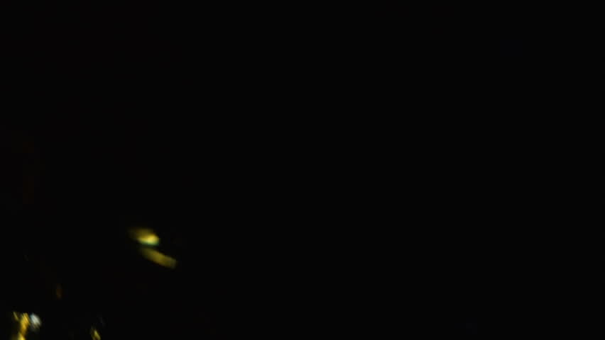 Bioluminescent Click Beetle (Pyrophorus Sp.). Filmed In The Dark. In ...