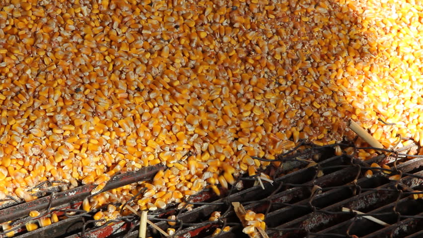 Loading Corn Into The Silo Stock Footage Video 1488115 | Shutterstock