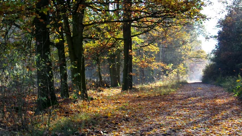 Swedish Forest In Summer - Sweden Stock Footage Video 19295782 ...