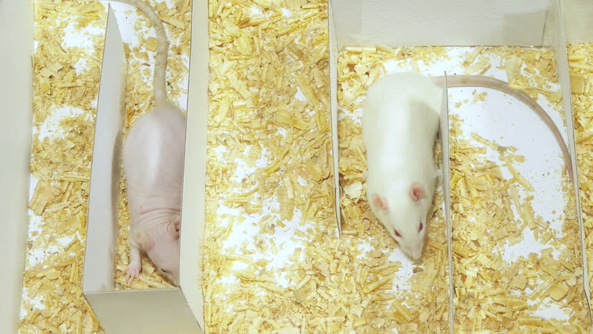 Rats Lost in Maze (hd). Stock Footage Video (100% Royalty-free) 2321219 ...
