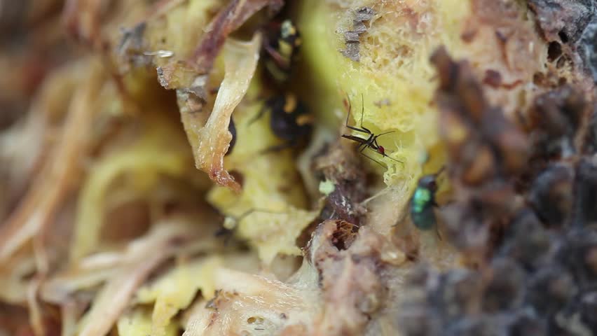 Insect Eating Jackfruit Rot Hanging Stock Footage Video (100% Royalty ...