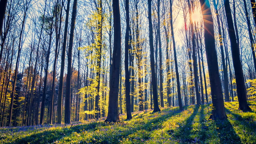 Beautiful Landscape With Spring Forest. Nature Background With ...