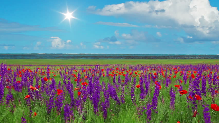 Stock video of field of spring flowers - the | 2349569 | Shutterstock