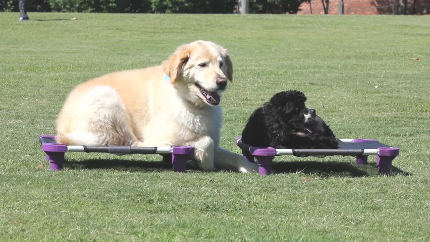 Two Dogs On Training Platforms Stock Footage Video (100% Royalty-free ...