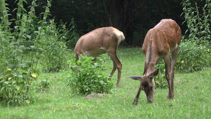 4k Red Deers, Stag, Doe Stock Footage Video (100% Royalty-free ...