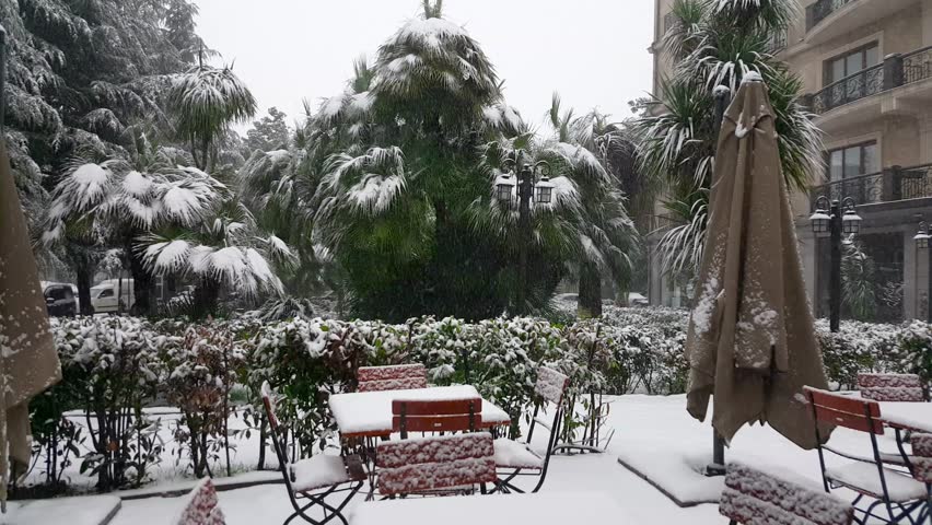 Stock video of snowy palm trees in batumi, georgia. | 23764219 ...