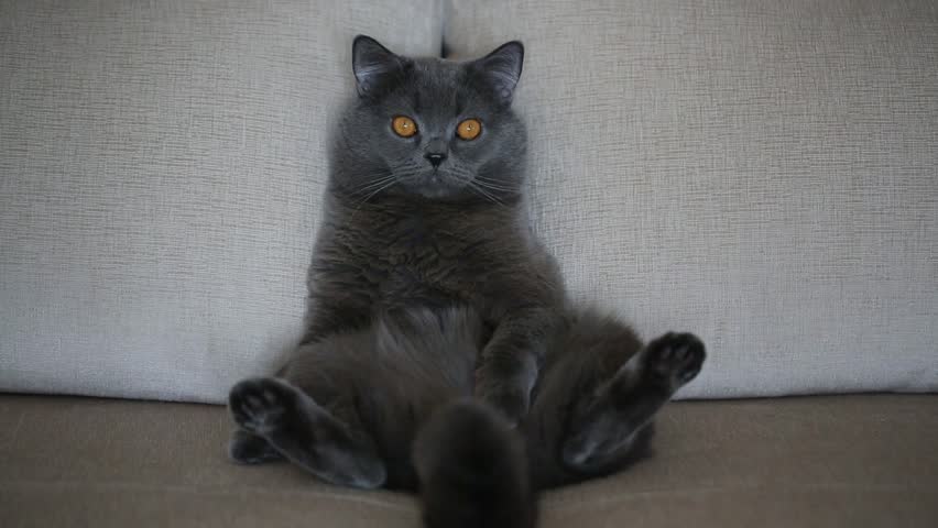 British Cat Sitting On The Couch, Trying To Sleep. Happy Cat ...