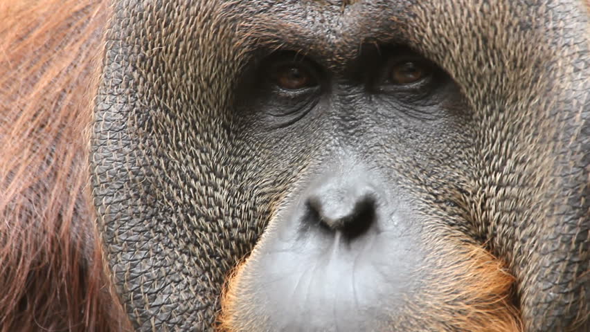 Shifty Eyes Of An Orangutan Male, Chief Of A Monkey Family. Human ...