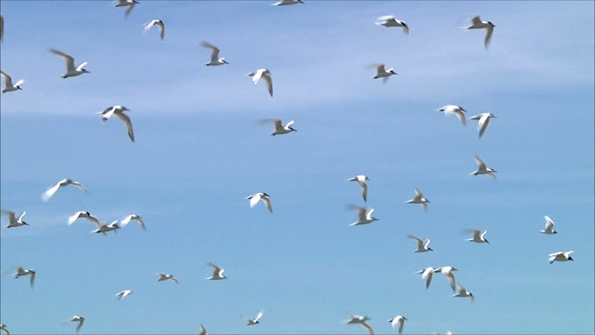 Hundreds Of Birds Flying In The Air Stock Footage Video 2455958 ...