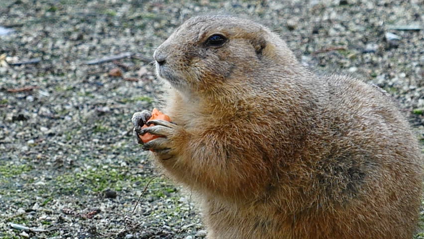 Prairie Dog (Cynomys) Cleaning Its Wet Coat. Prairie Dogs Are Burrowing ...
