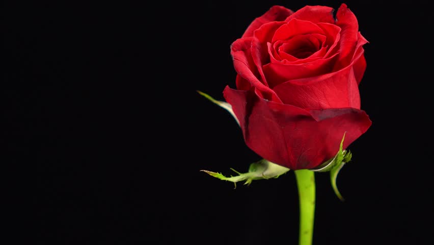 Time Lapse Of Red Rose Flower Blooming And Wilting Stock Footage Video ...