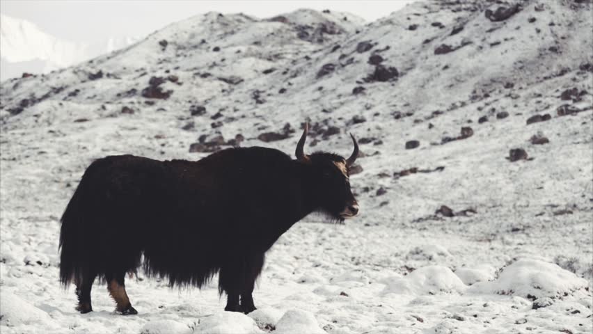 HD1080i Yak In Winter. Close Up. Snow. Meadow Stock Footage Video ...