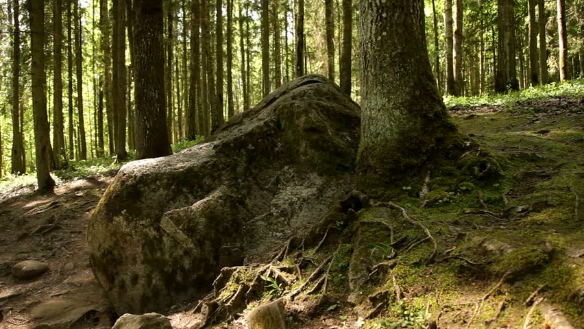 Stones In Forest Pokaini. Magic Mystery Forest In Latvia, Mysterious ...