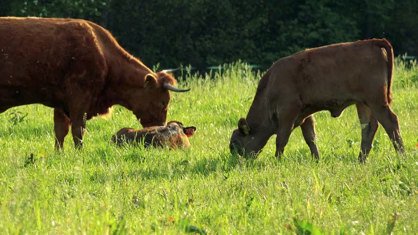 Cattle Male Female Bull Cow Adult Immature Several Mating Breeding Sex ...