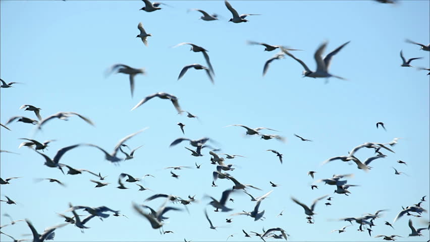 Stock video of hundreds of birds flying in the | 2455949 | Shutterstock