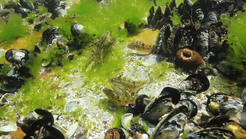 Ornate Green Klipfish Swimming Among Algae And Mussels In A Rock Pool ...