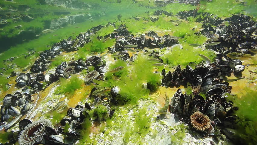 Ornate Green Klipfish Swimming Among Algae And Mussels In A Rock Pool ...