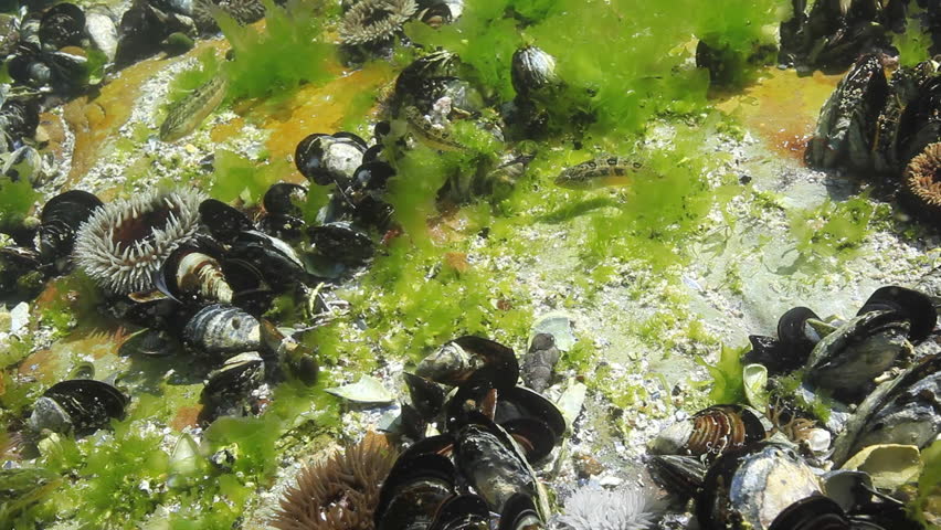 Ornate Green Klipfish Swimming Among Algae And Mussels In A Rock Pool ...