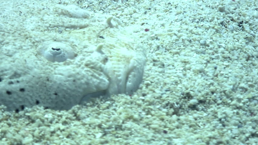 Flatfish Masked Underwater On A Sandy Bottom In Ocean Of Wildlife ...