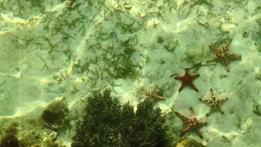 Static Top View of Underwater Stock Footage Video (100% Royalty-free ...