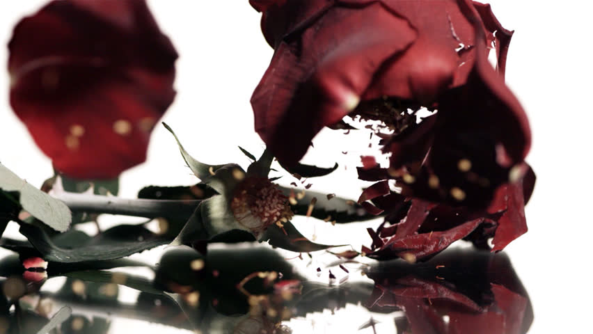 Red Rose Falling and Breaking Stock Footage Video (100% Royalty-free ...