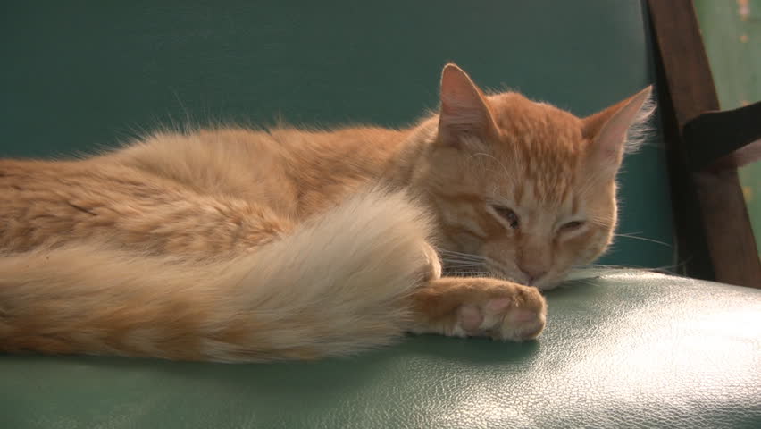 Cat Resting Stock Footage Video (100% Royalty-free) 251689 | Shutterstock
