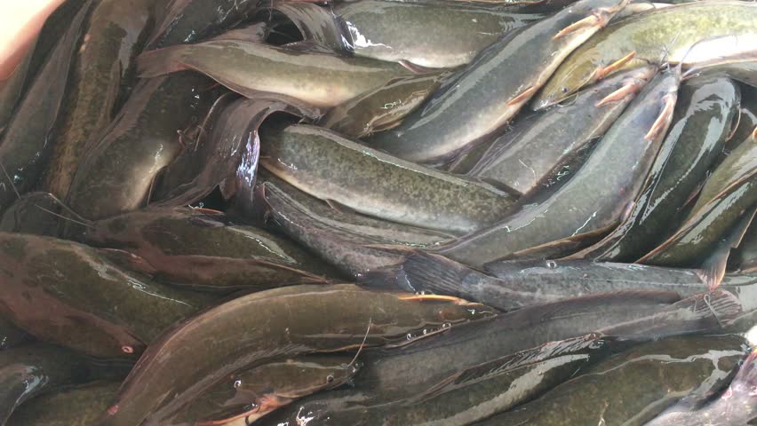 Catfish Fish Market Background Food Cooking Stock Footage Video ...